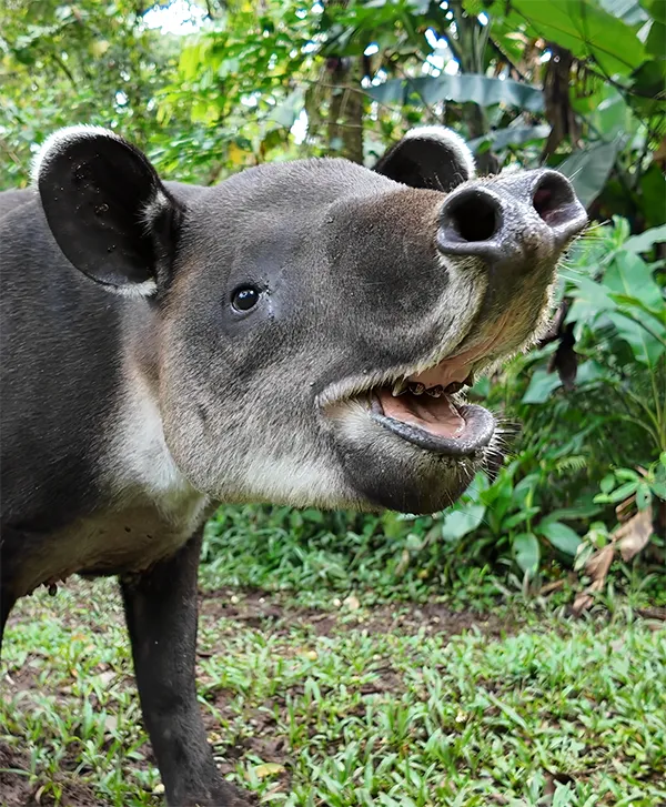 Tapir Valley Nature Reserve - Bijagua, Costa Rica