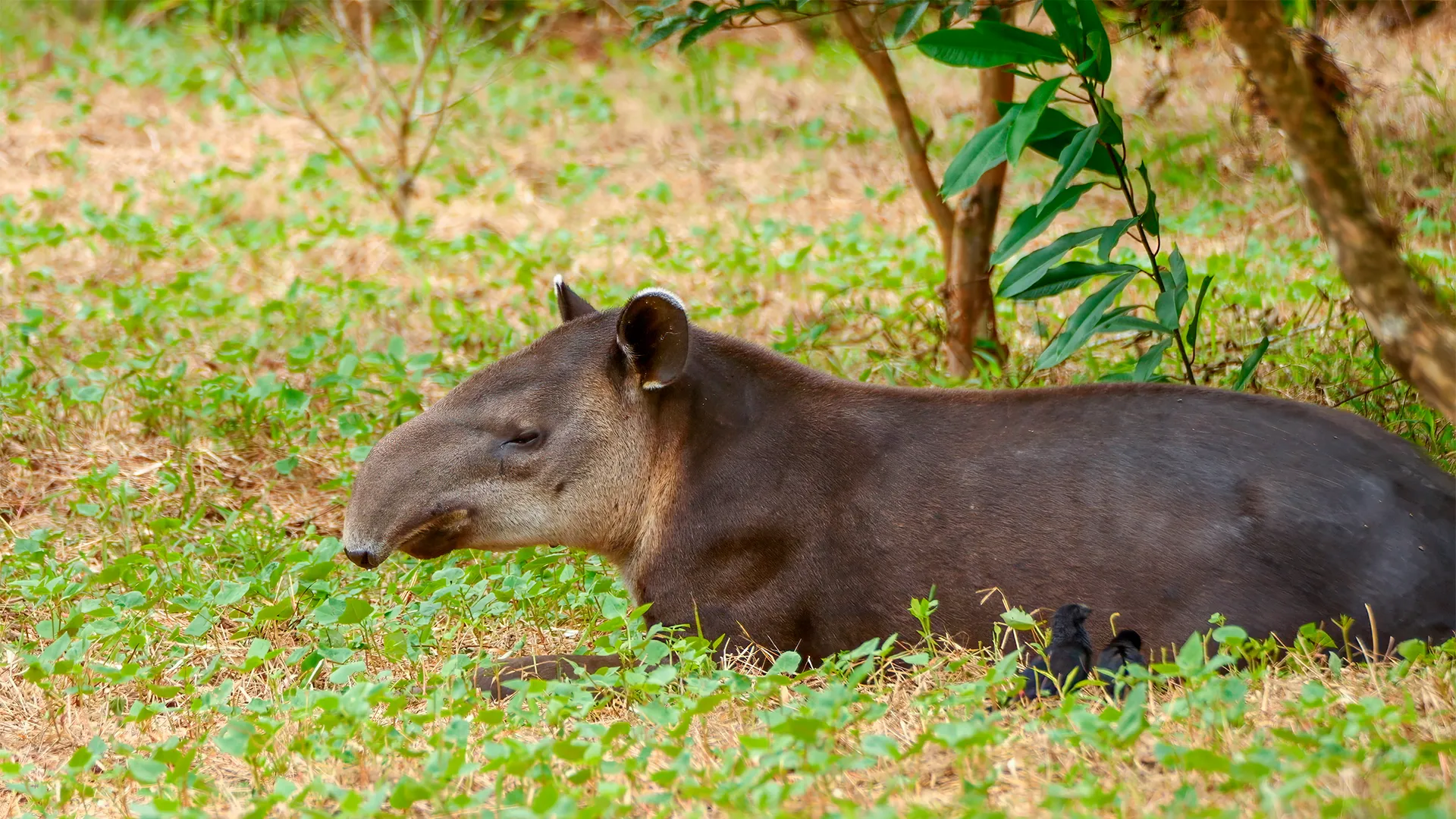 Tapir Valley Nature Reserve - Bijagua, Costa Rica