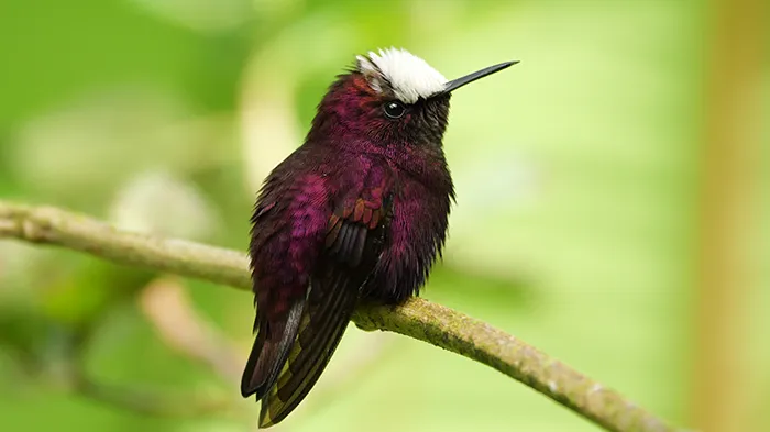 Tapir Valley Nature Reserve - Bijagua, Costa Rica